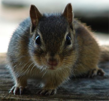Le tamia aussi appelé suisse