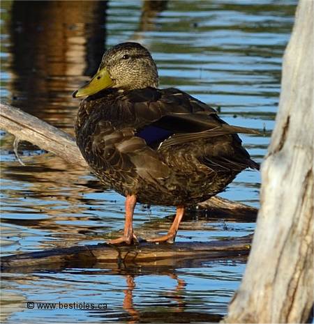 Le canard noir - Anas rubripes