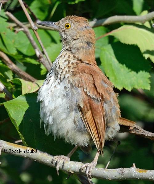 Le moqueur roux - Toxostoma rufum