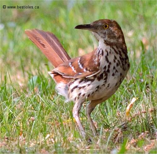 Le moqueur roux - Toxostoma rufum